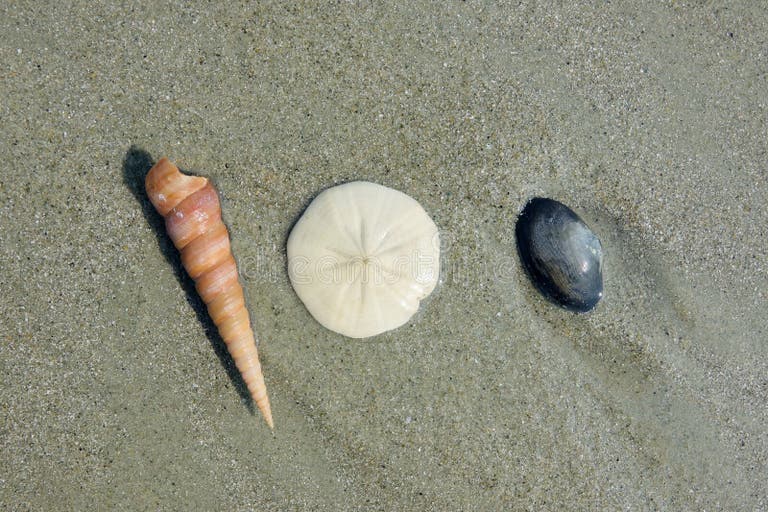 Conch and shell stock image. Image of animals, wild - 356883731