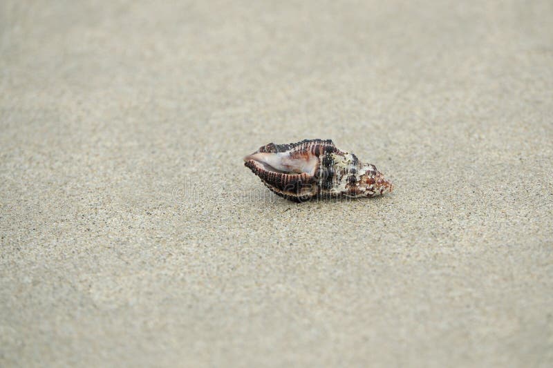 Conch shell stock photo. Image of wildlife, seabeach - 356883590