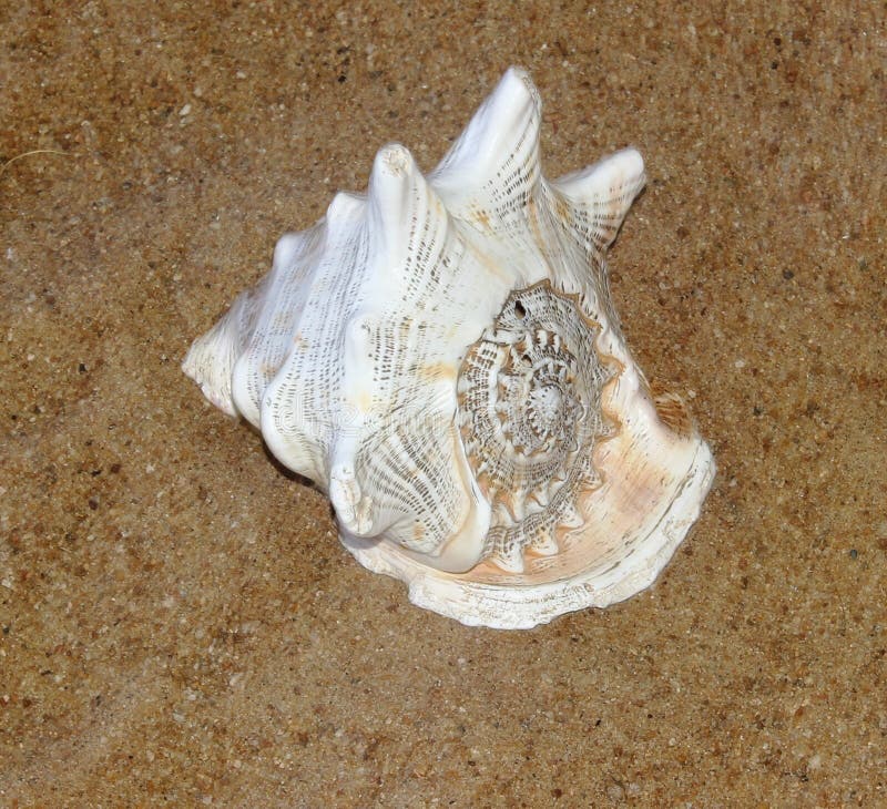 Conch shell stock image. Image of ocean, seafood, coast - 55578477