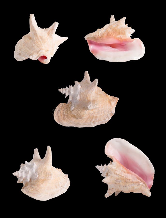 Conch Shell stock photo. Image of nature, marine, black - 55834716