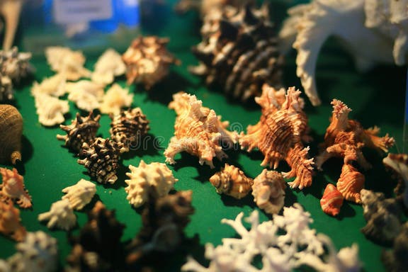 Conch shell stock image. Image of number, applied, medium - 56180491