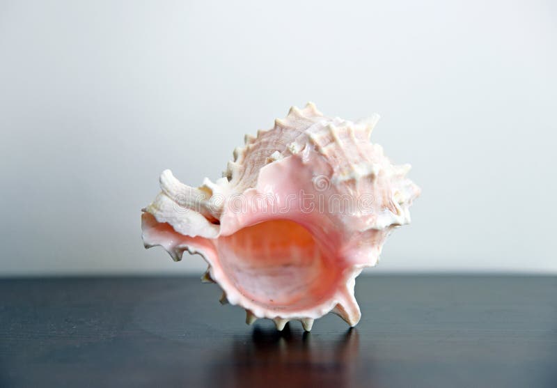 122 Pointy Shell Stock Photos - Free & Royalty-Free Stock Photos from ...