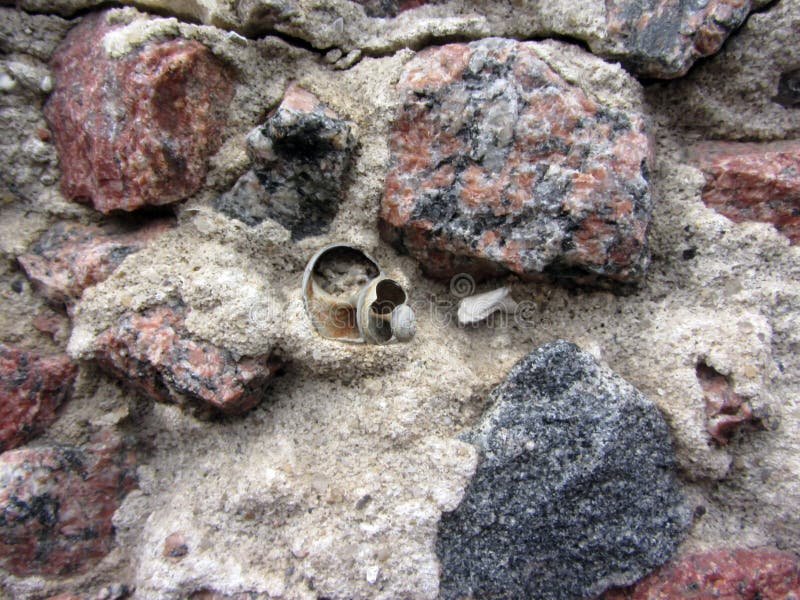 Conch Shell in a Decorative Wall Covering Stock Image - Image of ...