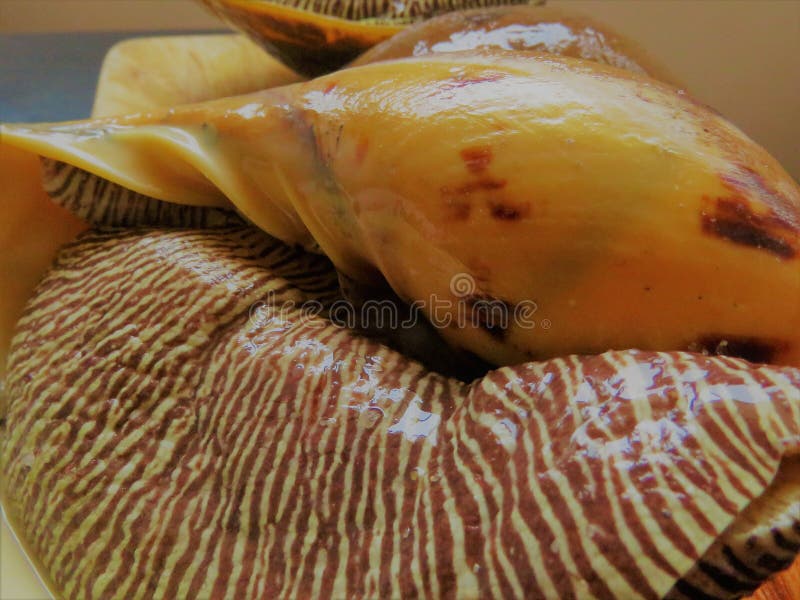 Conch Shell / Large Snail / Conchs Stock Photo - Image of creature ...