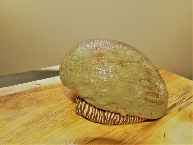 Conch Shell / Large Snail / Conchs Stock Image - Image of hardshell ...