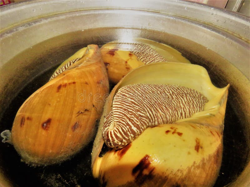 Conch Shell / Large Snail / Conchs Stock Image - Image of creature ...