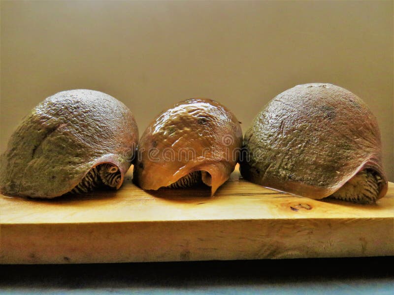 Conch Shell / Large Snail / Conchs Stock Image - Image of conchs ...