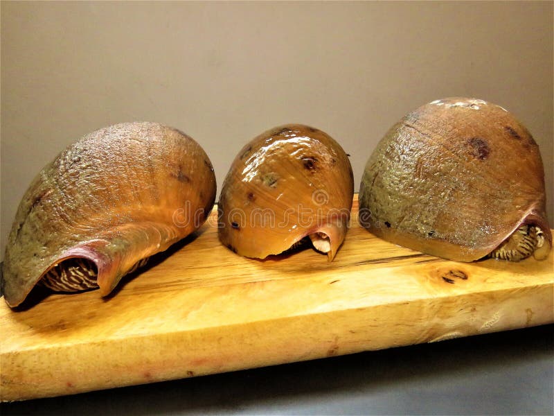 Conch Shell / Large Snail / Conchs Stock Photo - Image of hardshell ...