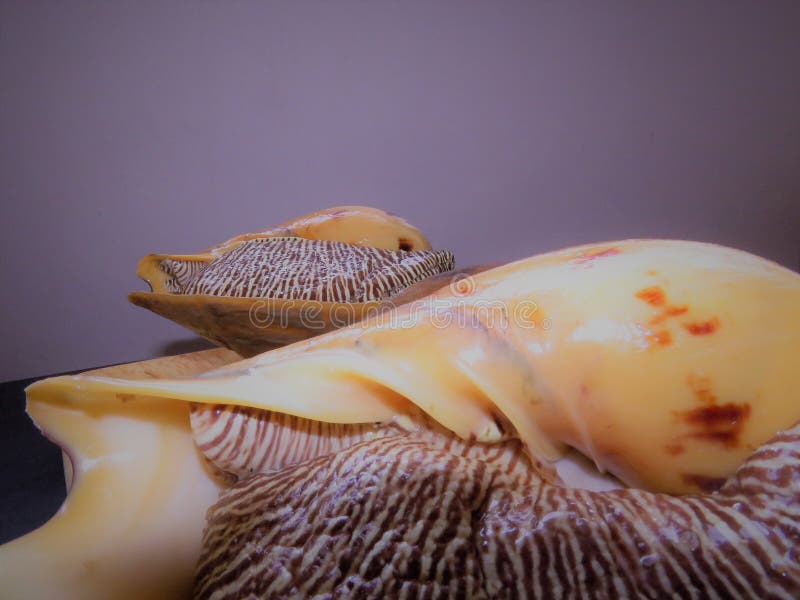Conch Shell / Large Snail / Conchs Stock Image - Image of conchshell ...