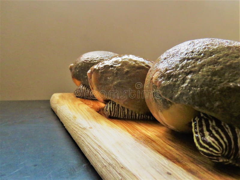 Conch Shell / Large Snail / Conchs Stock Image - Image of food ...