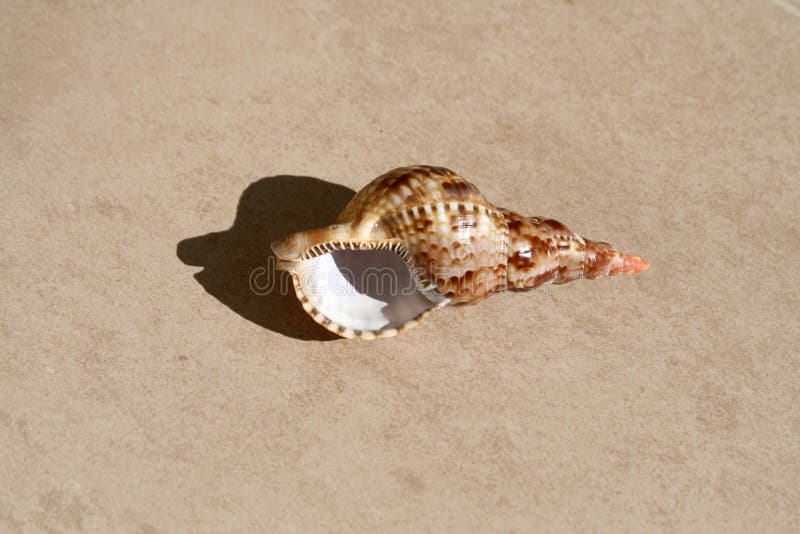 Conch shell on a floor stock image. Image of seashell - 131059179