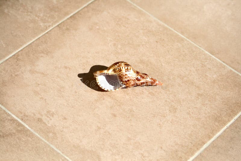 Conch shell on a floor stock photo. Image of shadow - 131059208