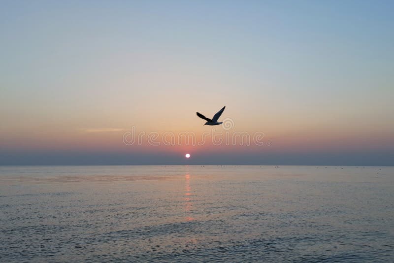 Conch Shell Flying in Evening Sky Stock Photo - Image of shell, flying ...