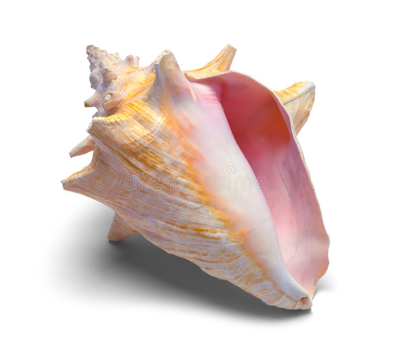 Sea Shell Front and Back with White Background Wallpaper, Stock Photo ...