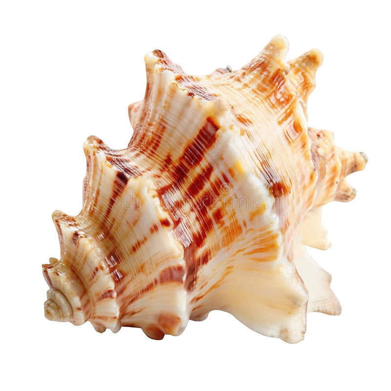 Conch Shell (Gastropoda) with a Spiraled Structure, Featuring Prominent ...