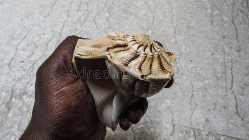 Shell stock image. Image of lighting, statue, conch - 197942315