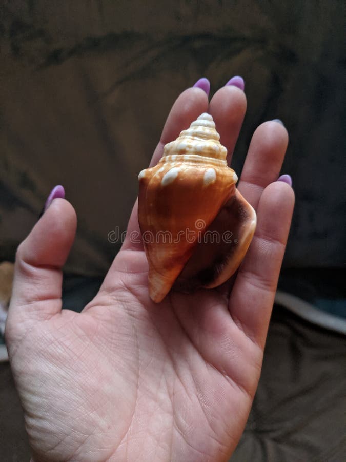 Conch Shell in Hand Palm Palmistry Calm Peace Love Stock Image - Image ...