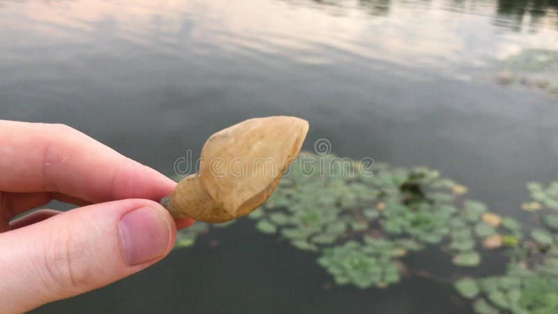 Conch Shell in Hand on the River in the Evening Stock Video - Video of ...
