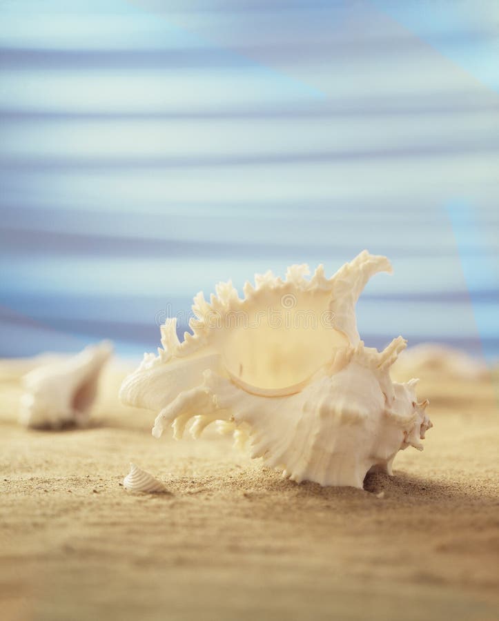 Conch Shell stock image. Image of conch, crab, outdoors - 81568397