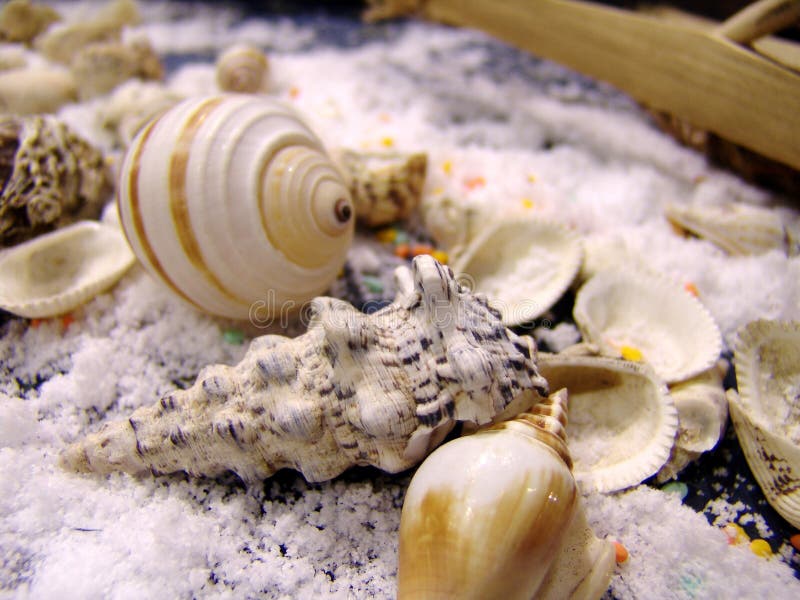 Conch Shell stock photo. Image of shellfish, hermit, shell - 82444910