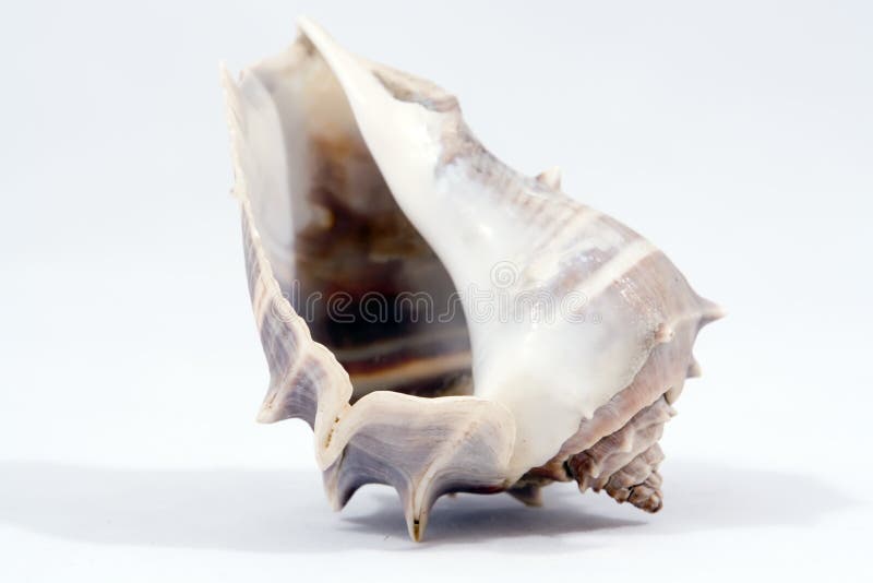Smooth conch seashell stock image. Image of travel, beach - 13630953
