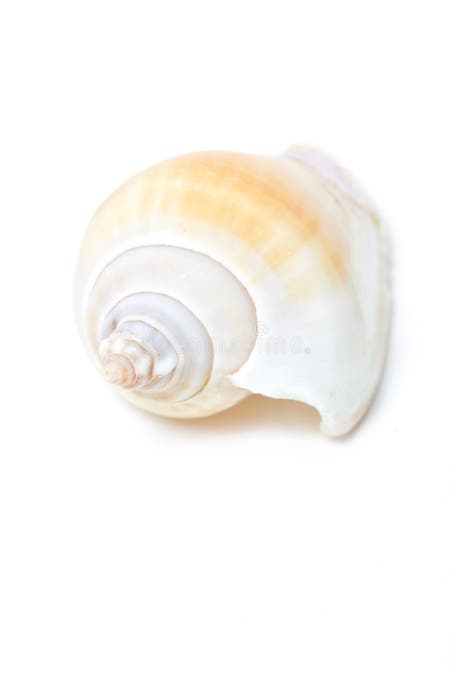 Conch Shell. stock image. Image of shell, invertebrate - 36580397