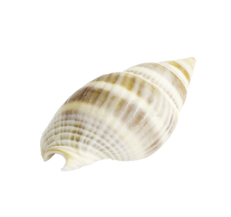 Conch Shall Isolated on White Stock Photo - Image of cutout, seafood ...