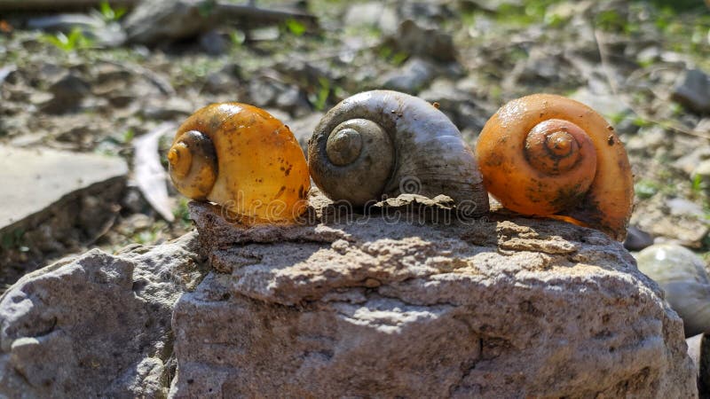 Conch shell by the lake stock image. Image of wood, flower - 192686977