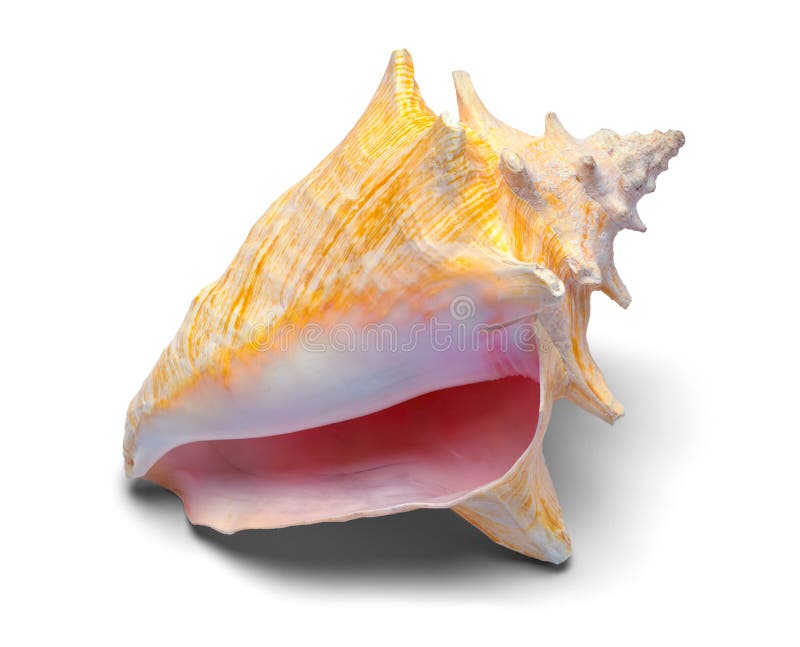 Conch Shell stock image. Image of white, queen, spiral - 234203357