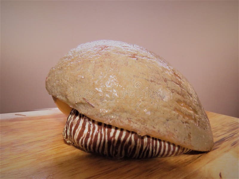 Conch Shell / Large Snail / Conchs Stock Photo - Image of creature ...