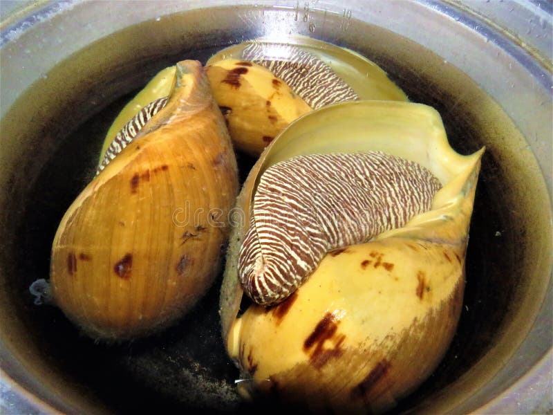 Conch Shell / Large Snail / Conchs Stock Photo - Image of creature ...