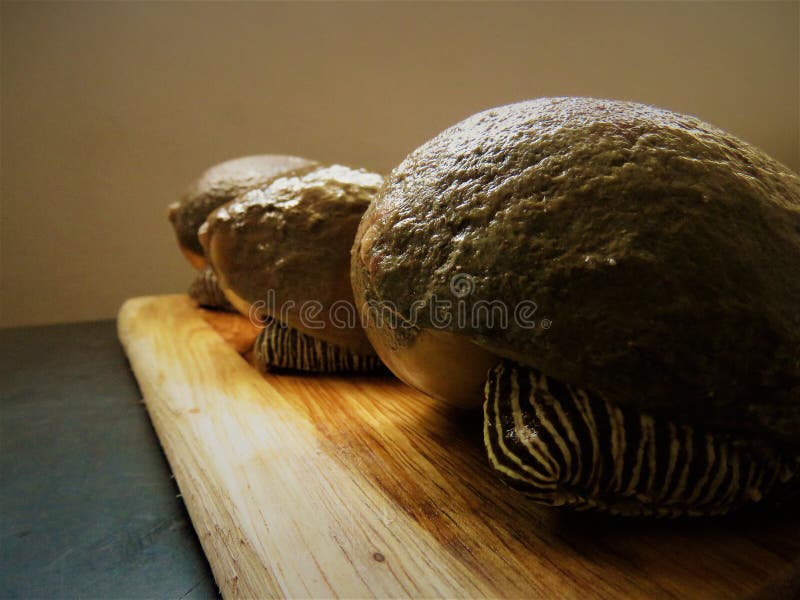 Conch Shell / Large Snail / Conchs Stock Photo - Image of snail, conchs ...