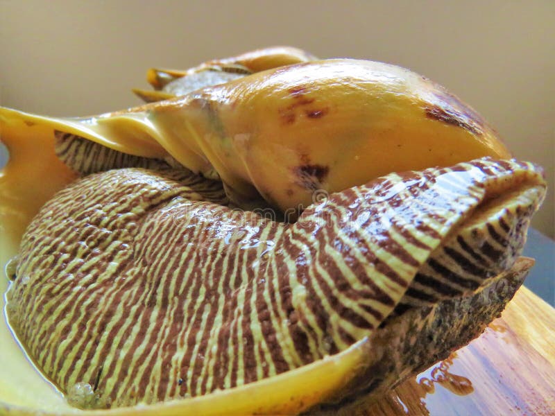 Conch Shell / Large Snail / Conchs Stock Photo - Image of creature ...