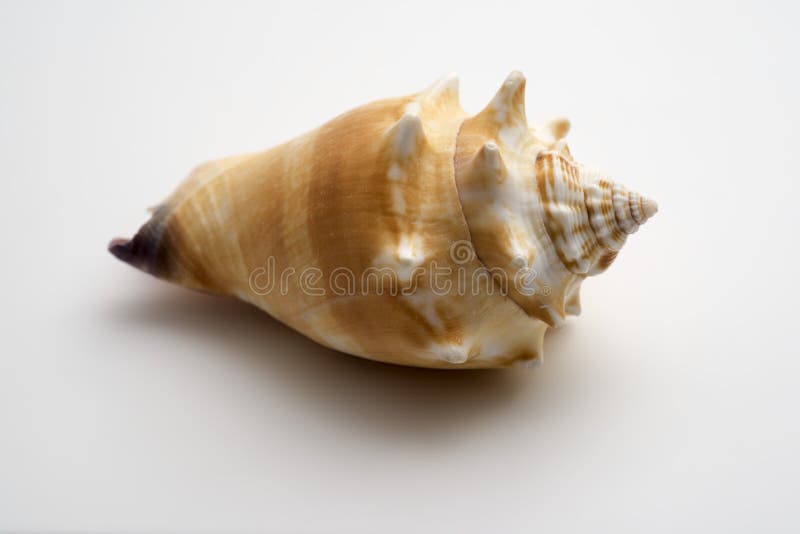 Conch Shell stock image. Image of life, collection, white - 45119507