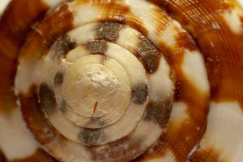 Conch Shell Macro Image Showing Center of Spiral Pattern Stock Image ...