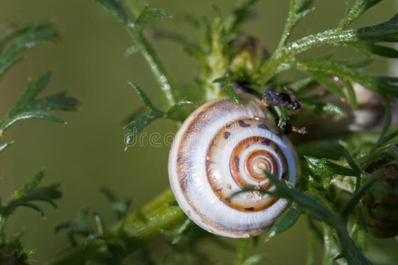 Conch shell macro zoom in. stock photo. Image of shell - 67853498