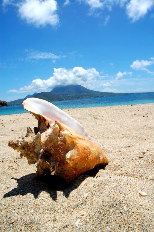 Conch Shell on Sand with Waves. Stock Image - Image of tide, ocean: 2038337