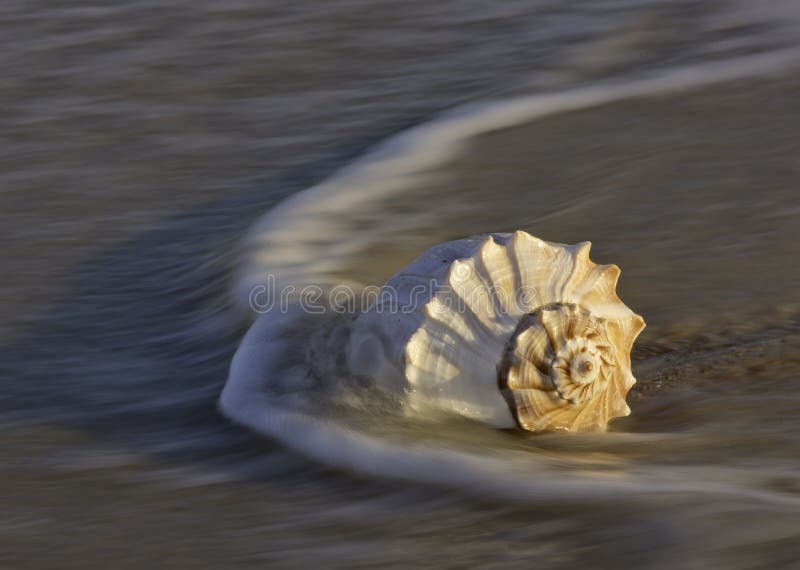 Moving ocean waves stock photo. Image of ocean, beach - 21885356