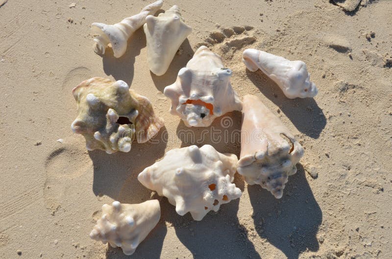 Conch Shell stock image. Image of adventure, bahamas - 84094533