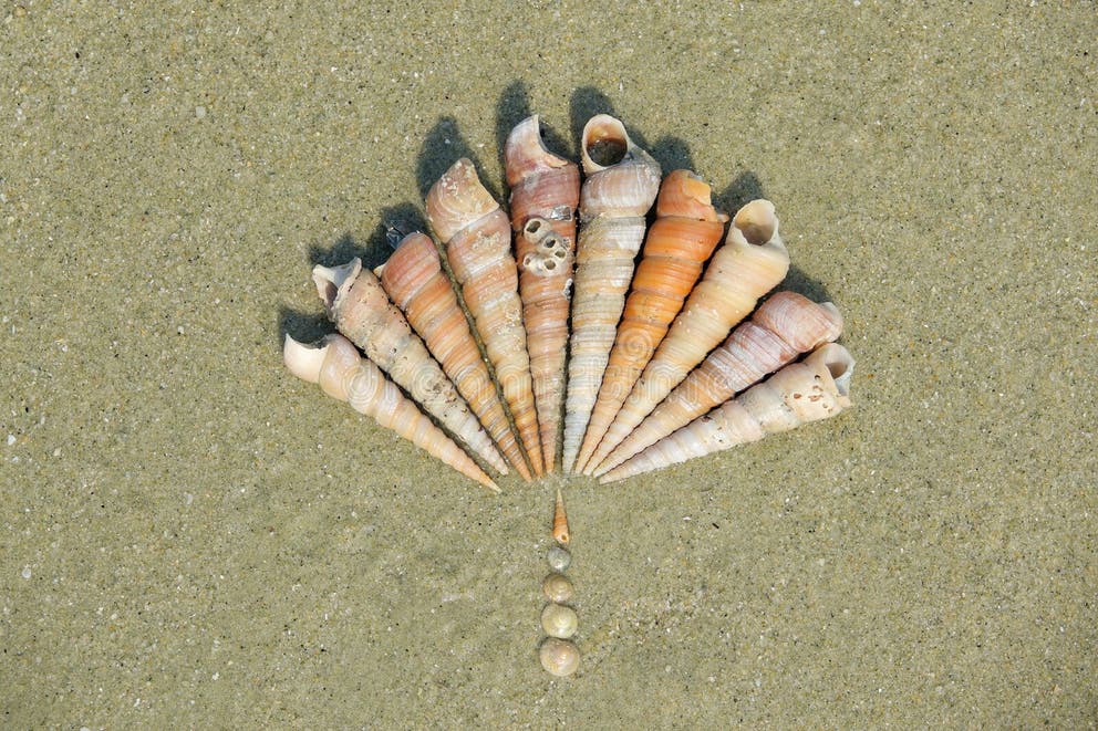 Conch and shell stock photo. Image of sandy, sand, marine - 356883756