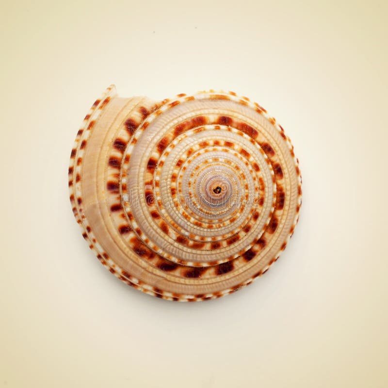 Spiral Part of a Conch Shell. Stock Photo - Image of macro, natural ...