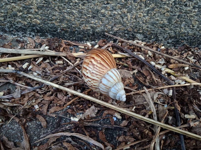Conch Shell Picture Close Up Stock Image - Image of conch, food: 153451369