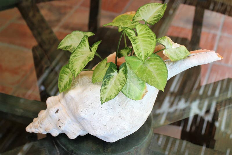 Conch Shell Planter with Dieffenbachia Stock Photo - Image of tabletop ...