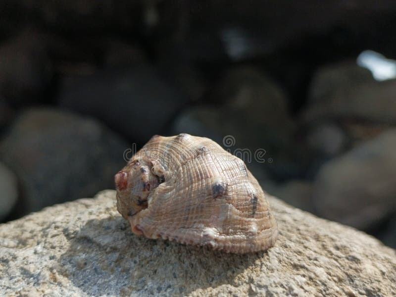 Conch Shell on Rocks Abstract Background Stock Image - Image of shell ...