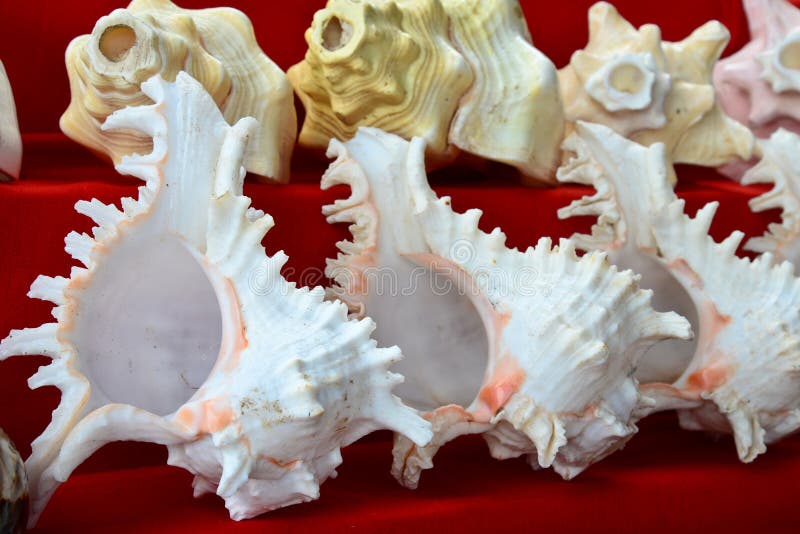 Conch shell stock image. Image of life, wave, shell, beach - 34202789