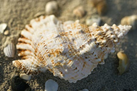Conch shell in sand. stock image. Image of beach, close - 2038349