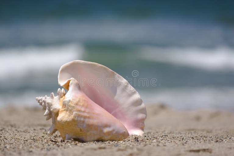 Conch shell on sand stock image. Image of ocean, surf - 5275811