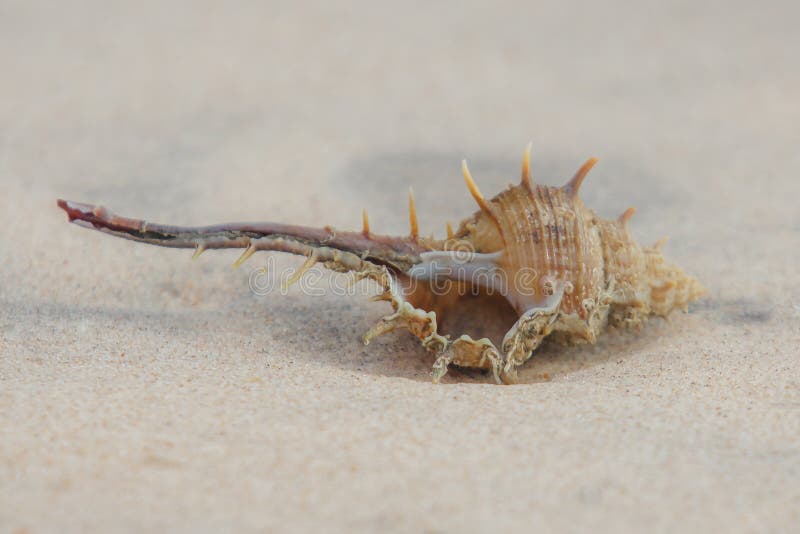Conch Shell on the Sand Beach of Sea or Ocean. Stock Photo - Image of ...