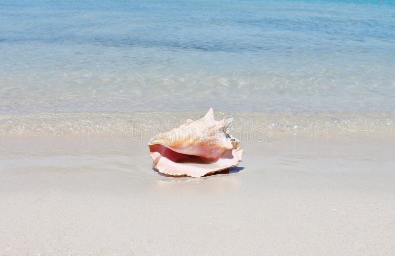 Beach Conch stock image. Image of ocean, caribbean, paradise - 239393
