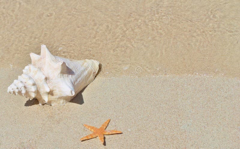 Conch Shell on Sand Beach with Sea Stock Photo - Image of australia ...